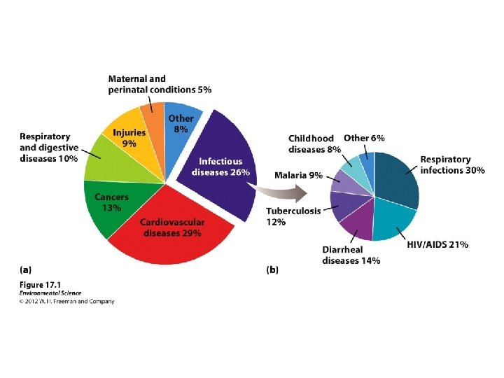 Chapter 17 Human Health and Environmental Risks Human