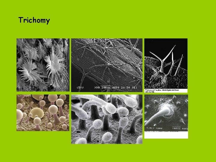 Habitus a tvarov znaky vegetativnch orgn Znaky morfologick