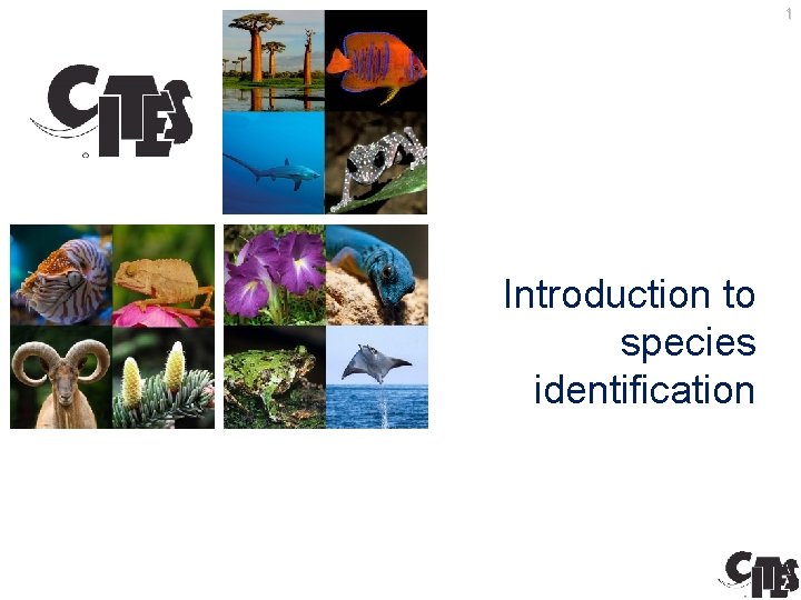 1 Introduction to species identification Convention on International