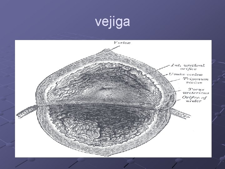SISTEMA RENAL El aparato urinario o excretor es