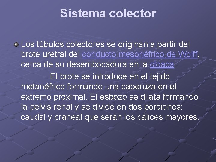 SISTEMA RENAL El aparato urinario o excretor es