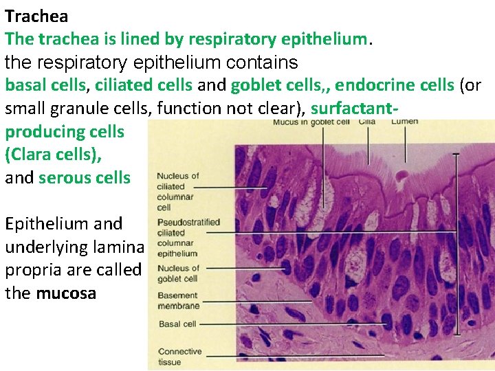 Histology of the Respiratory system Prof Abdulameer AlNuaimi