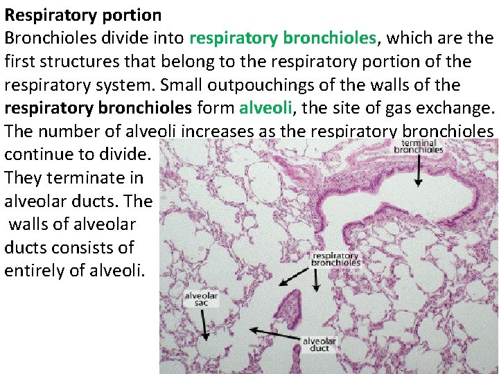 Histology of the Respiratory system Prof Abdulameer AlNuaimi