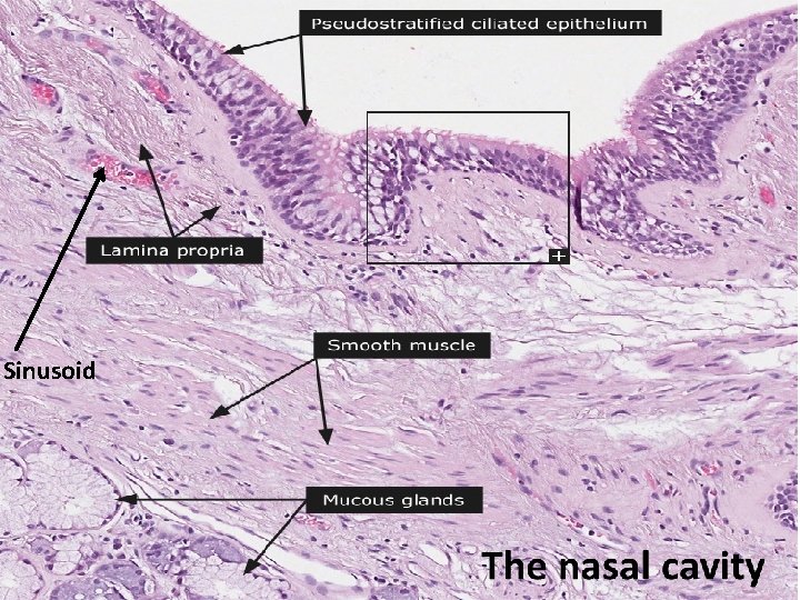 Histology of the Respiratory system Prof Abdulameer AlNuaimi