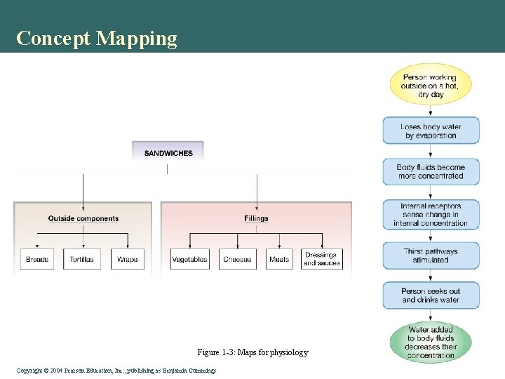 THIRD EDITION HUMAN PHYSIOLOGY AN INTEGRATED APPROACH Dee