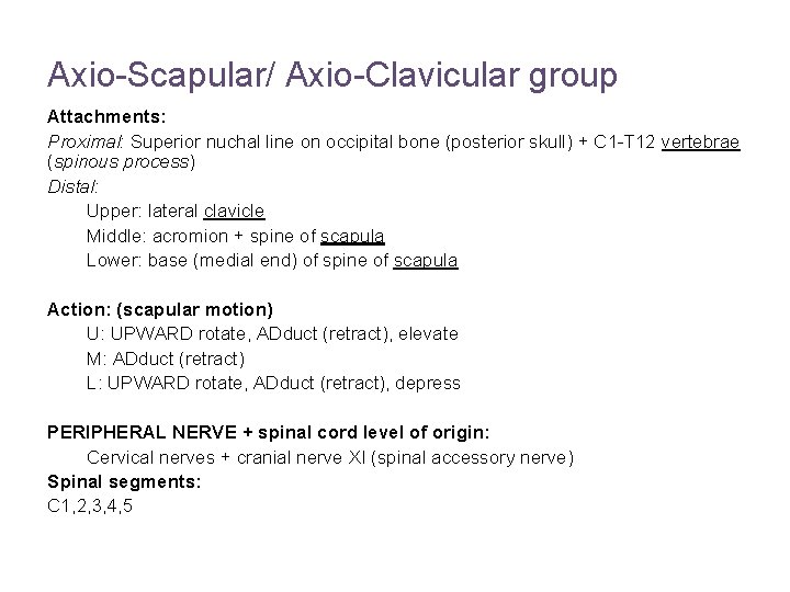 Trapezius Upper Middle and Lower fibers AxioScapular AxioClavicular