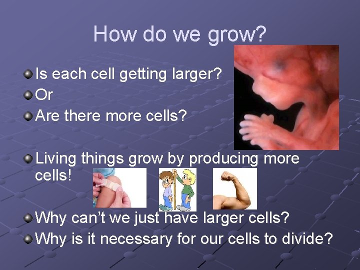 Cell Growth and Division How do we grow