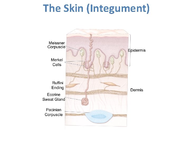 Somatosensory System The Integument aka Skin Giant washable