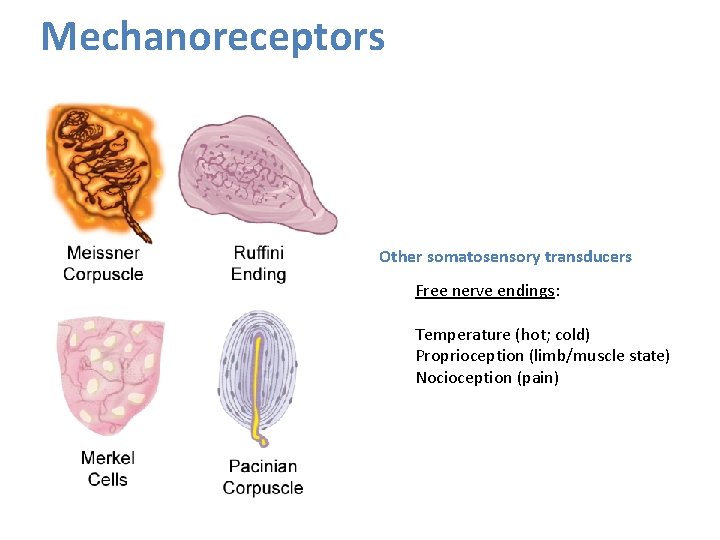 Somatosensory System The Integument aka Skin Giant washable