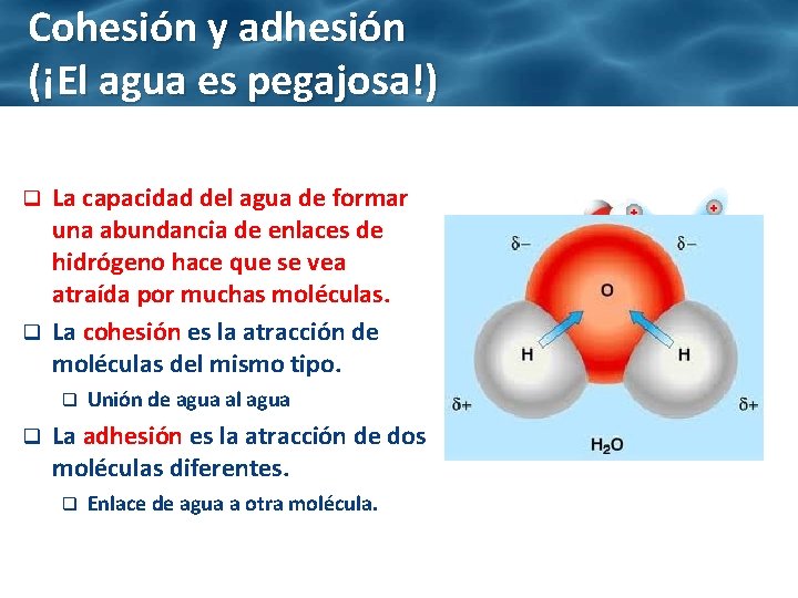 La qumica de la vida Propiedades del agua
