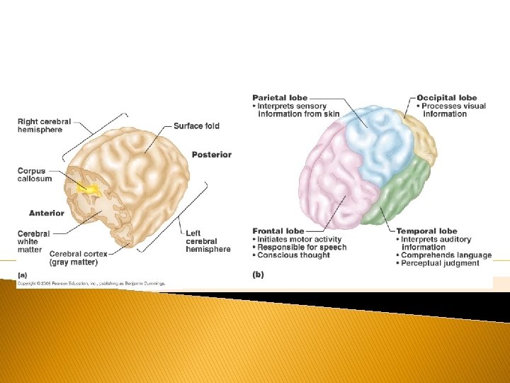 Nervous System Identify Principle Parts of the Brain