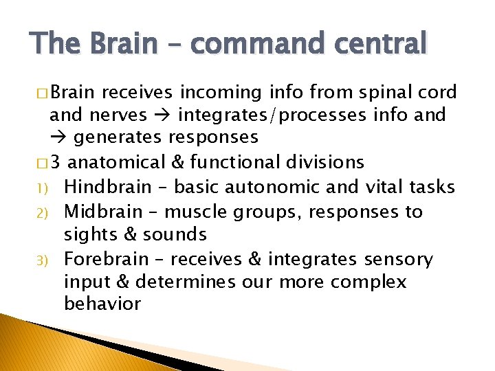 Nervous System Identify Principle Parts of the Brain
