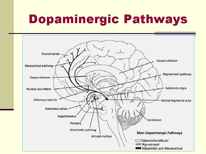 Antipsychotic Agents n Schizophrenia is the most common