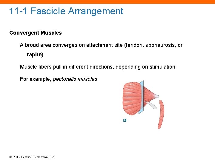 BIOL 2401 FUNDAMENTALS OF ANATOMY AND PHYSIOLOGY Mrs