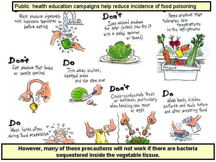 Microbial contamination levels of selected vegetable greens in