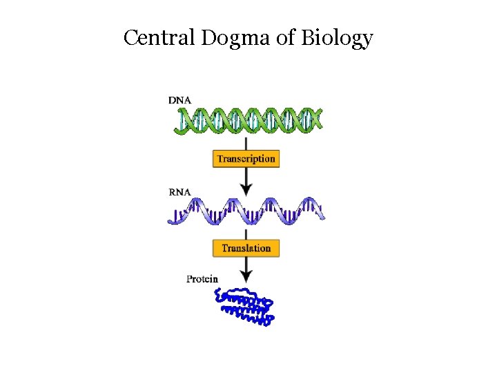 Protein is CAH Biotechnology the use of living