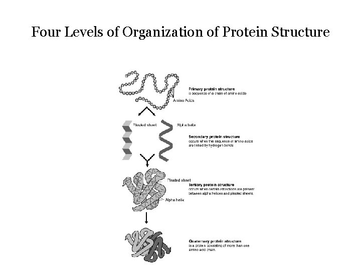 Protein is CAH Biotechnology the use of living