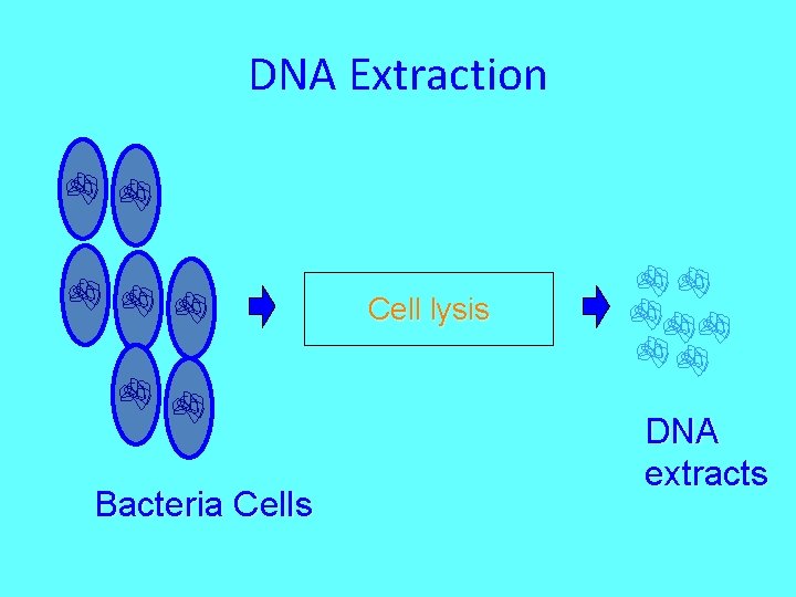 MOLECULAR IDENTIFICATION OF MICROORGANISMS PRINCIPLE PROCESSESS OF 16