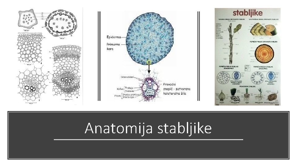 VEGETATIVNI KORIJEN STABLJIKA LIST BILJNI ORGANI GENERATIVNI CVIJET