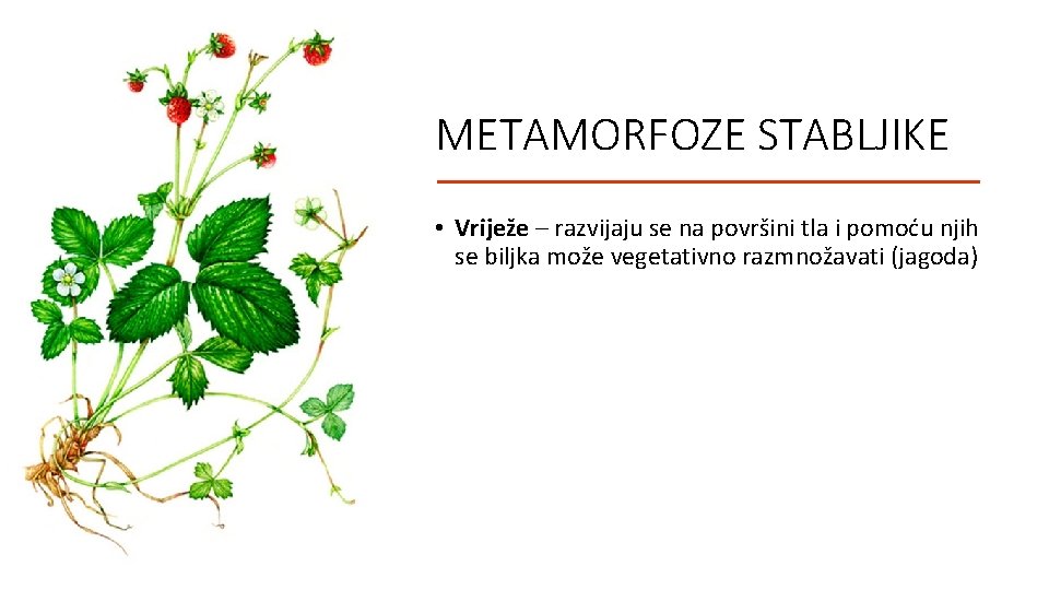 VEGETATIVNI KORIJEN STABLJIKA LIST BILJNI ORGANI GENERATIVNI CVIJET