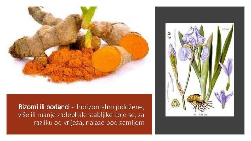 VEGETATIVNI KORIJEN STABLJIKA LIST BILJNI ORGANI GENERATIVNI CVIJET