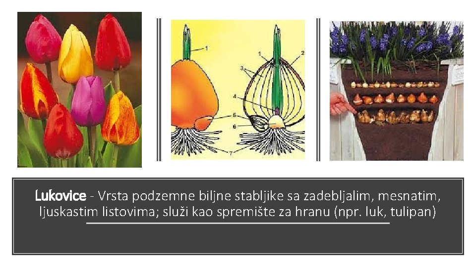 VEGETATIVNI KORIJEN STABLJIKA LIST BILJNI ORGANI GENERATIVNI CVIJET