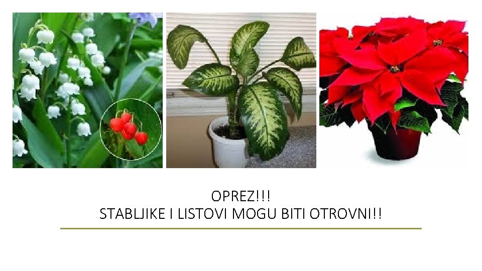 VEGETATIVNI KORIJEN STABLJIKA LIST BILJNI ORGANI GENERATIVNI CVIJET