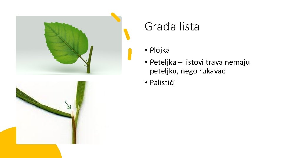 VEGETATIVNI KORIJEN STABLJIKA LIST BILJNI ORGANI GENERATIVNI CVIJET