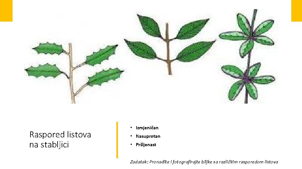 VEGETATIVNI KORIJEN STABLJIKA LIST BILJNI ORGANI GENERATIVNI CVIJET