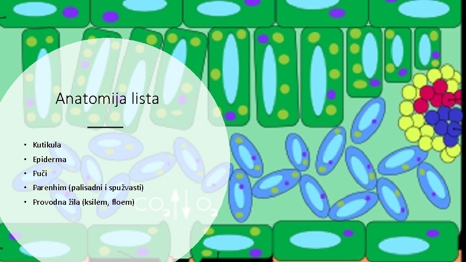 VEGETATIVNI KORIJEN STABLJIKA LIST BILJNI ORGANI GENERATIVNI CVIJET