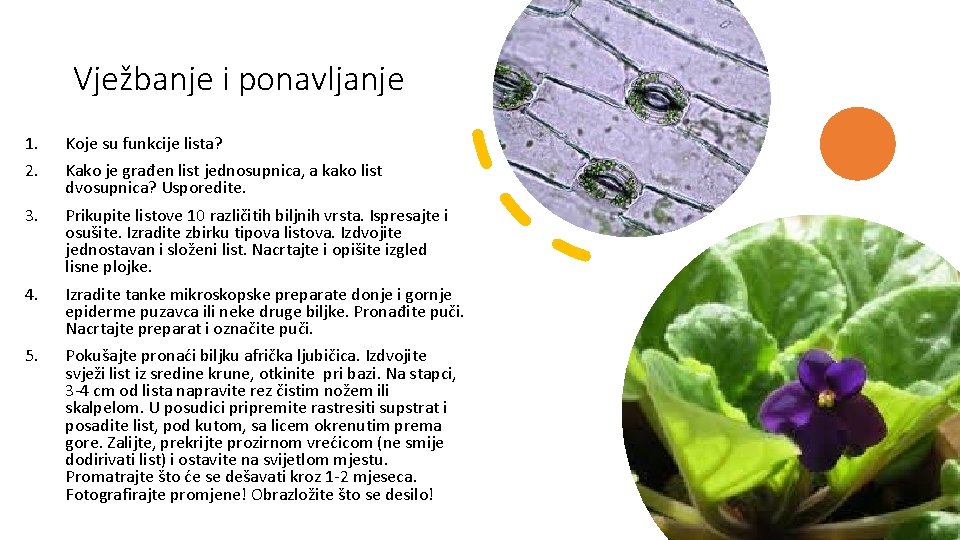 VEGETATIVNI KORIJEN STABLJIKA LIST BILJNI ORGANI GENERATIVNI CVIJET