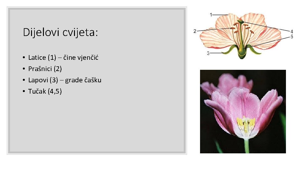 VEGETATIVNI KORIJEN STABLJIKA LIST BILJNI ORGANI GENERATIVNI CVIJET