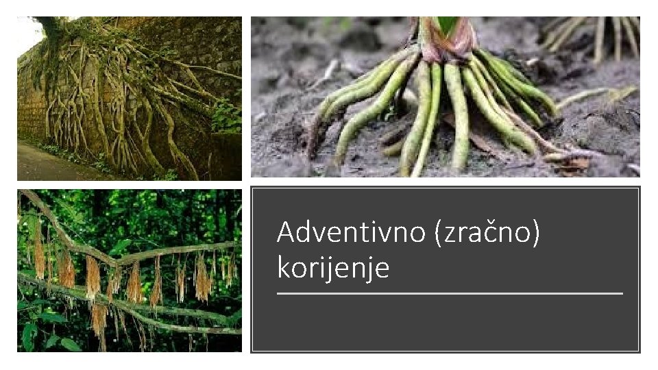 VEGETATIVNI KORIJEN STABLJIKA LIST BILJNI ORGANI GENERATIVNI CVIJET