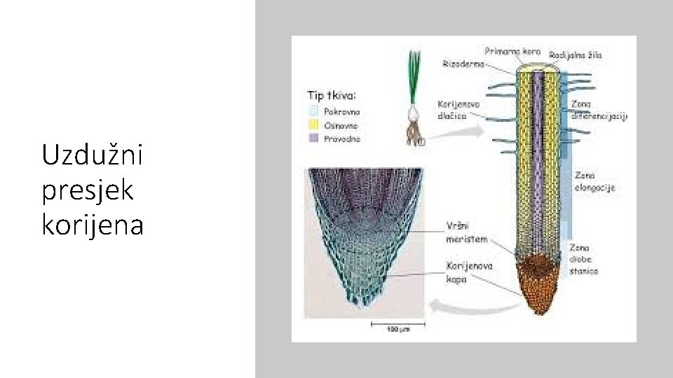 VEGETATIVNI KORIJEN STABLJIKA LIST BILJNI ORGANI GENERATIVNI CVIJET