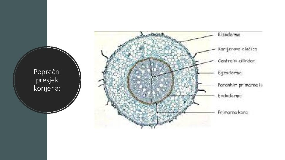 VEGETATIVNI KORIJEN STABLJIKA LIST BILJNI ORGANI GENERATIVNI CVIJET