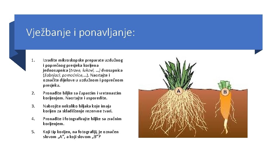 VEGETATIVNI KORIJEN STABLJIKA LIST BILJNI ORGANI GENERATIVNI CVIJET
