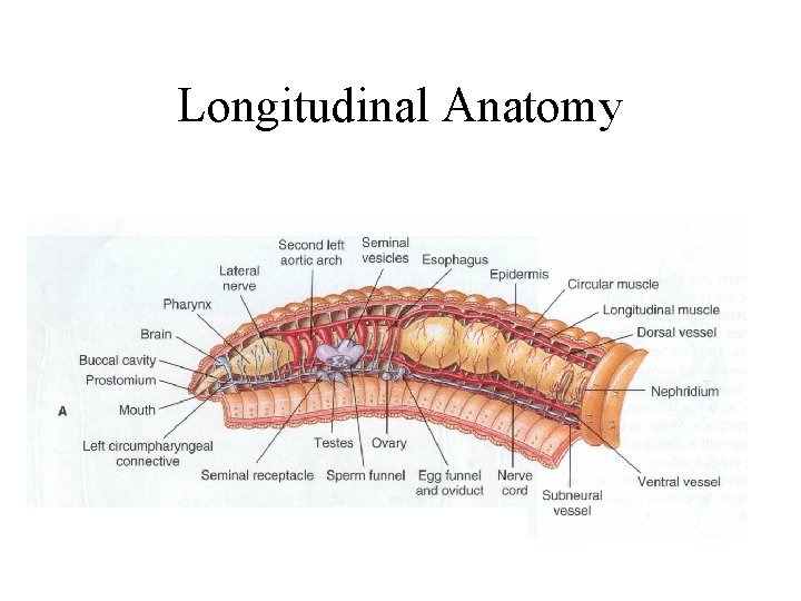Annelids Polychaeta Oligochaeta Hirudinea Classification Body Plan Body