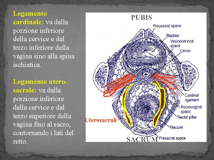 PROLASSO UROGENITALE Elisabetta Costantini DEFINIZIONE Il prolasso ...