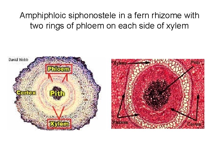 Stems I Primary Structure of Stems Dermal Epidermis