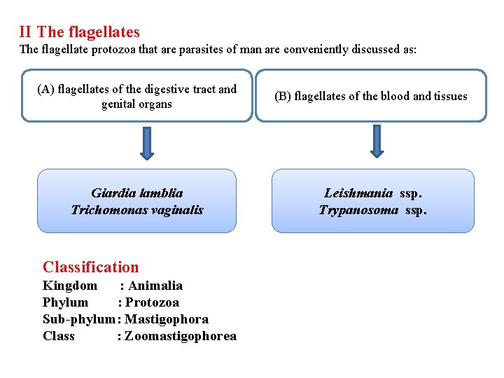 Medical Parasitology lab 4 II The flagellates The