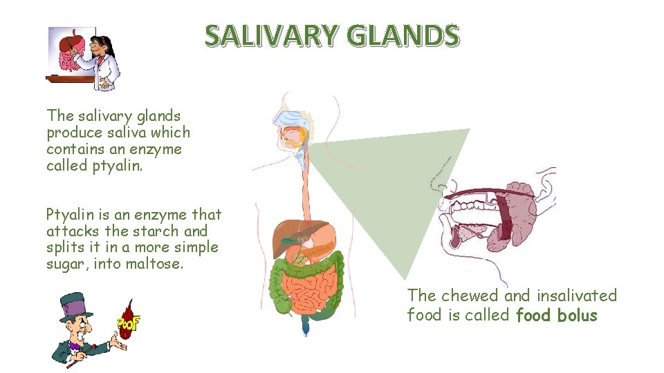 DIGESTIVE SYSTEM WHAT IS DIGESTION Food contains complex