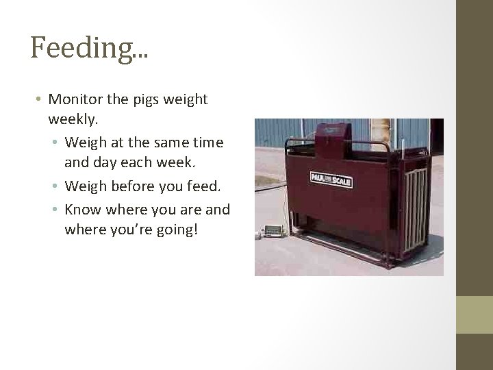 Show Pig Basics Sam Womble County Extension Agent