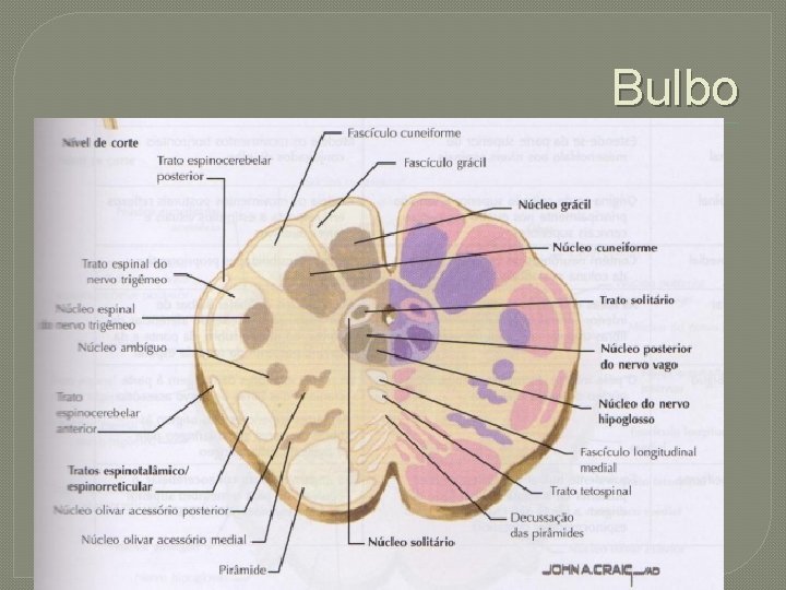 Anatomia do Sistema Nervoso Central Parte II Rafael
