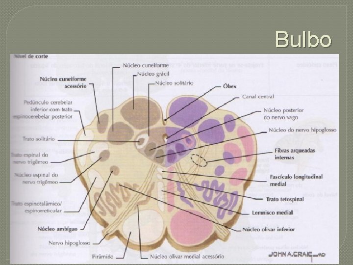 Anatomia do Sistema Nervoso Central Parte II Rafael