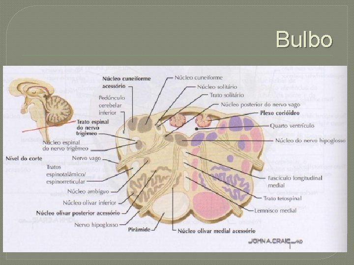 Anatomia do Sistema Nervoso Central Parte II Rafael
