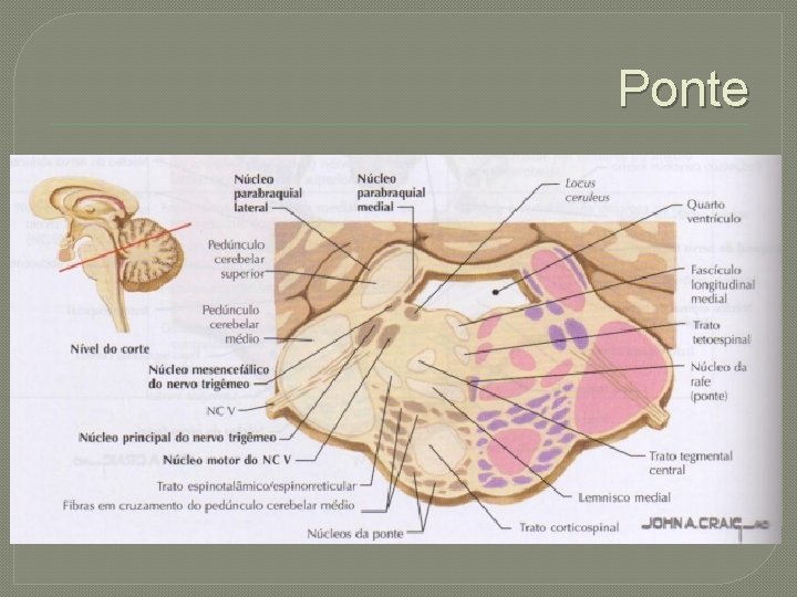 Anatomia do Sistema Nervoso Central Parte II Rafael