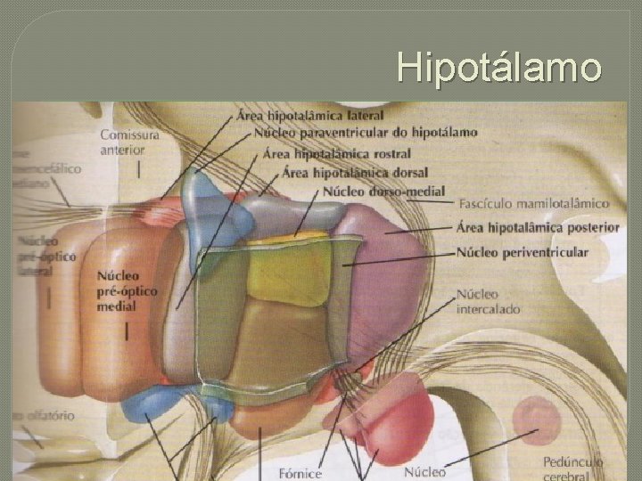 Anatomia do Sistema Nervoso Central Parte II Rafael