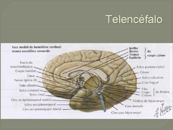 Anatomia do Sistema Nervoso Central Parte II Rafael
