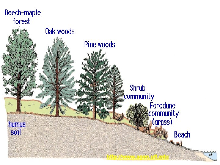 Changes in Ecosystems Ecological Succession Definition Natural gradual