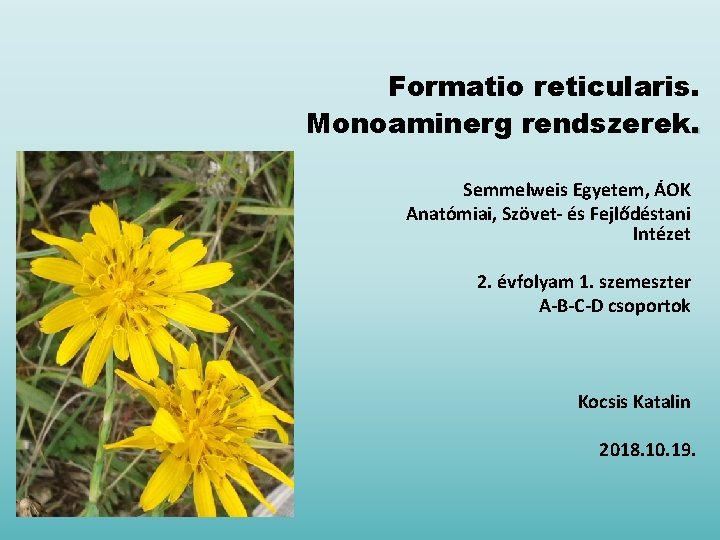 Formatio reticularis Monoaminerg rendszerek Semmelweis Egyetem OK Anatmiai
